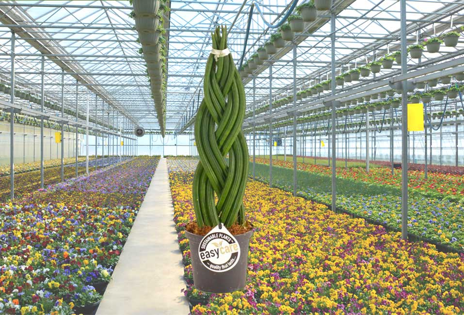 plainview-easy-care-plants-02 – Plainview Growers