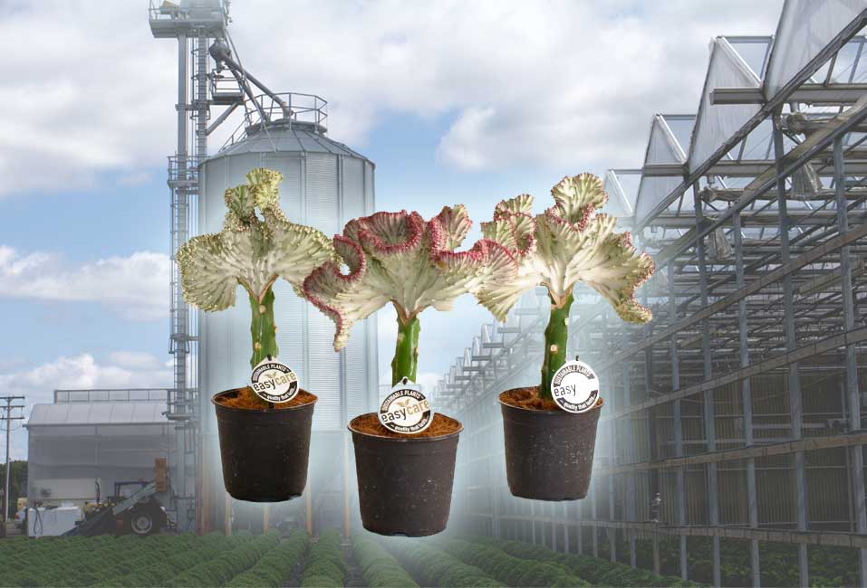plainview-easy-care-plants-04 - Plainview Growers