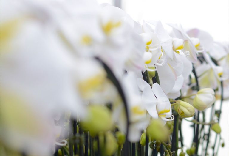 Quality Plant Products - Plainview Growers