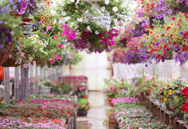 Quality Plant Products - Plainview Growers