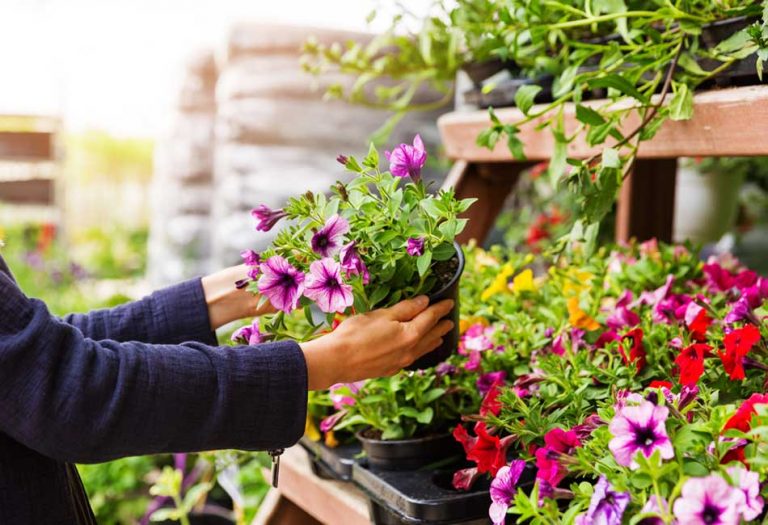 Quality Plant Products - Plainview Growers