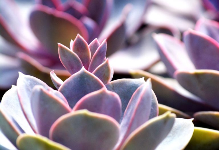 Quality Plant Products - Plainview Growers