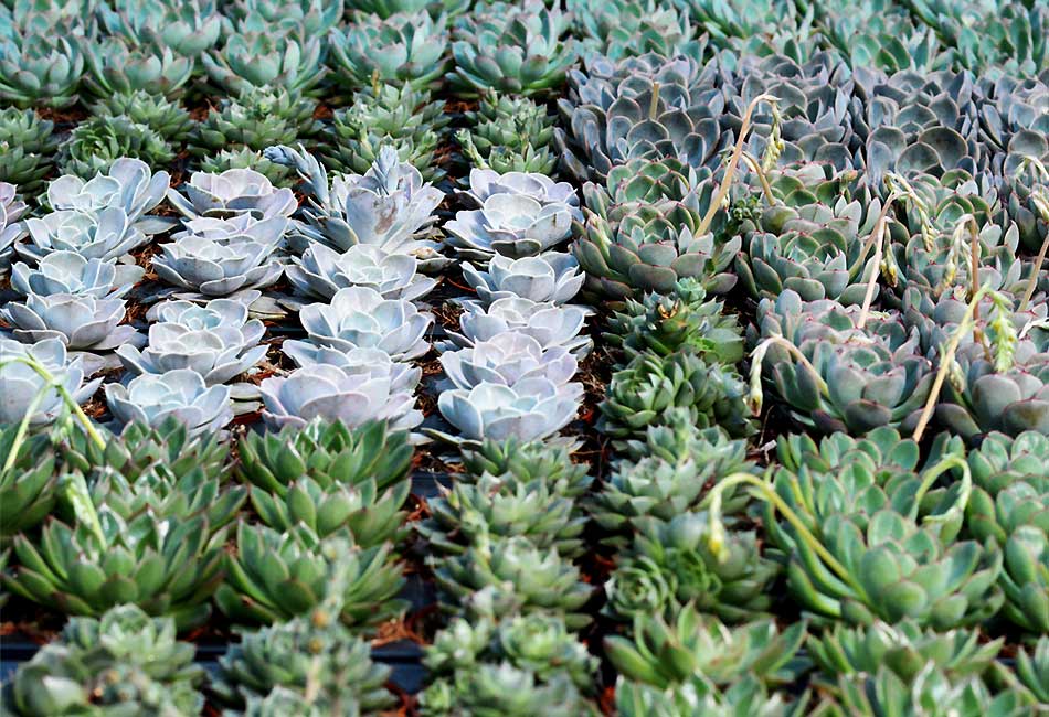 plainview-growers-succulents-plants-greenhouse-mudflower-media-web ...