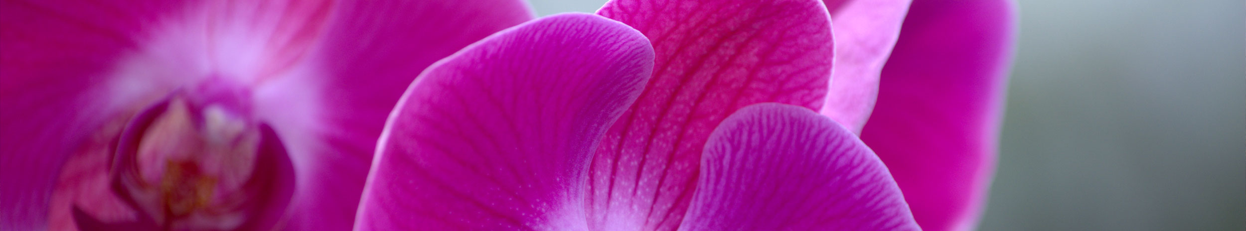 plainview-pure-orchids-new