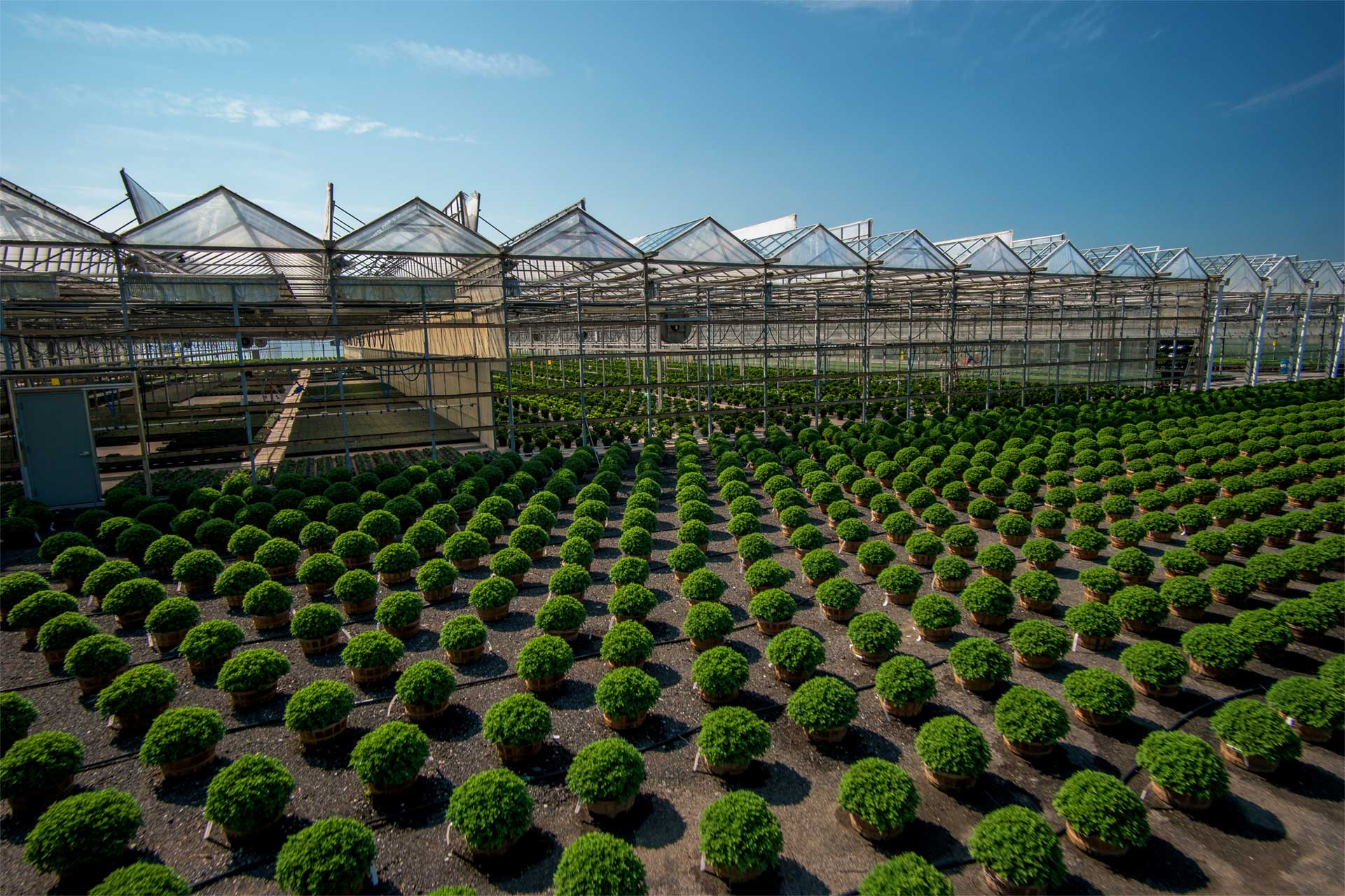 plainview-growers-allamuchy-nj-greenhouse-plants-orchids-annuals ...