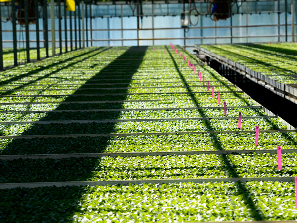 plainview-growers-plant-plugs – Plainview Growers