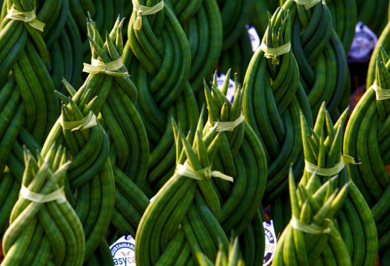 Quality Plant Products - Plainview Growers